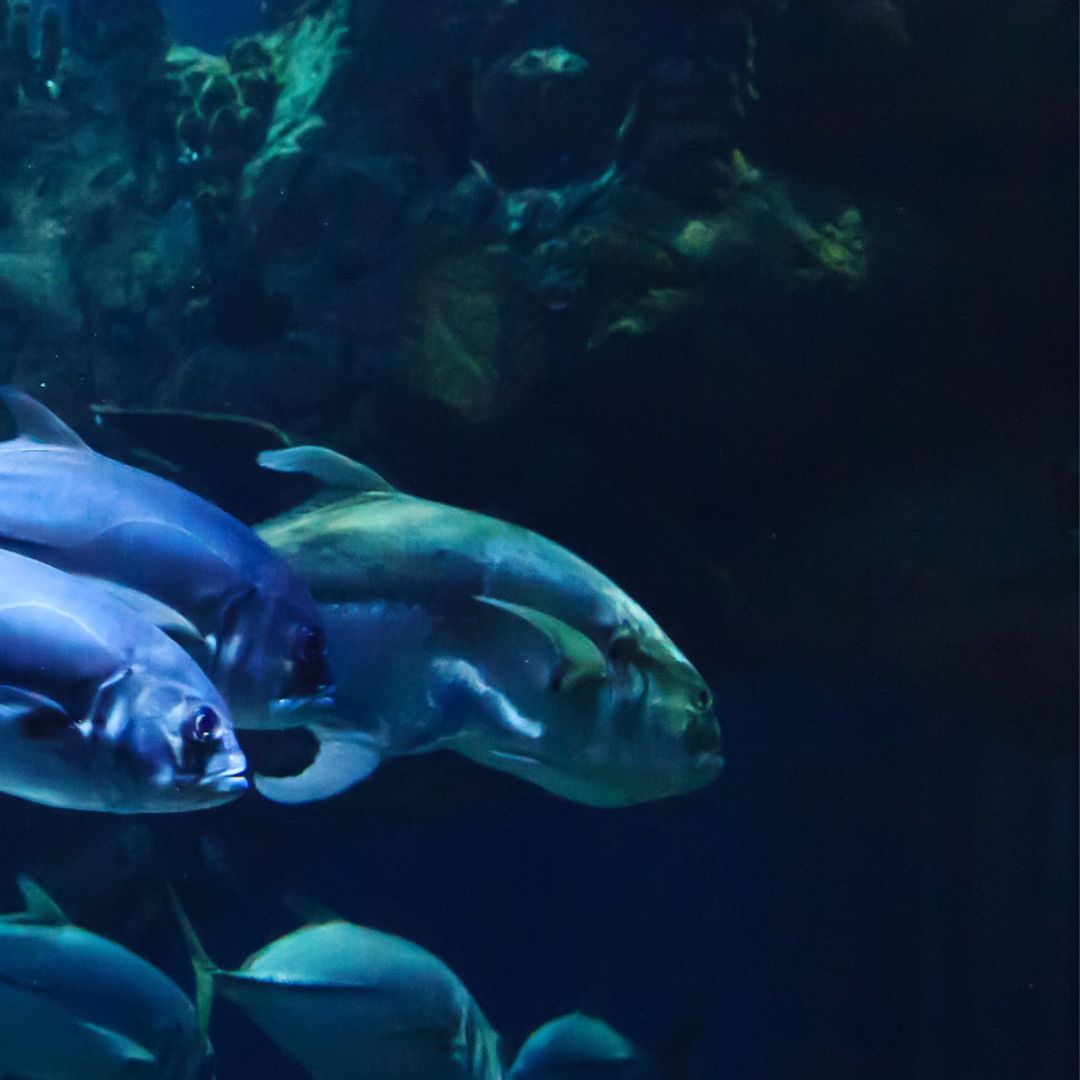 DOCUMENTALES SOBRE PESCA - Sergio Burillo Pesca