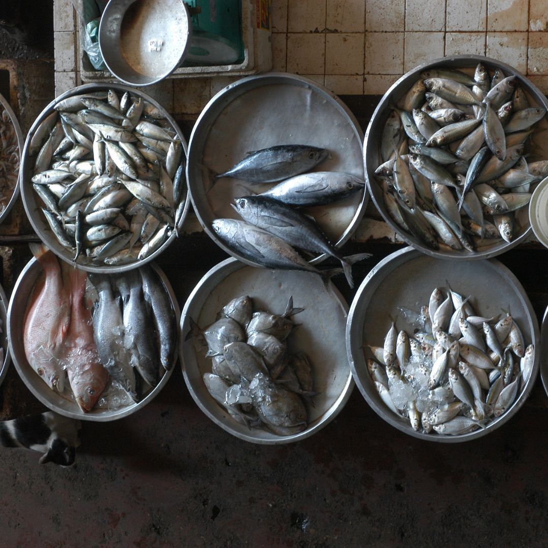 DOCUMENTALES SOBRE PESCA - Sergio Burillo Pesca