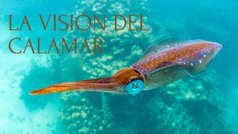 QUE SEÑUELOS SON MÁS EFECTIVOS PARA LA PESCA DEL CALAMAR - Sergio ...