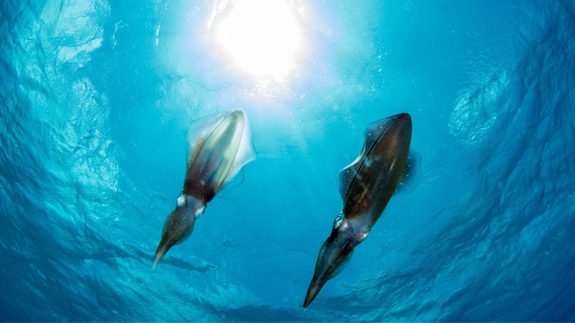 QUE SEÑUELOS SON MÁS EFECTIVOS PARA LA PESCA DEL CALAMAR - Sergio Burillo